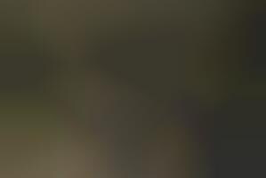 Gallery Sneaker Shops : laces shoe store