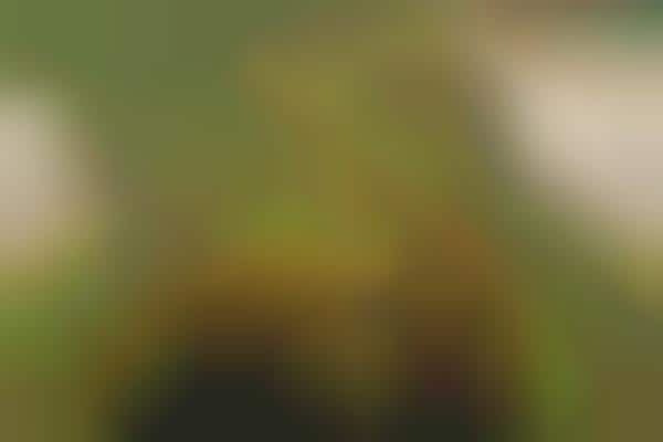 Infinity Symbol Gardens : Infinity Sign