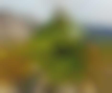 Alien Cranium Alcohol : Outer Space Vodka