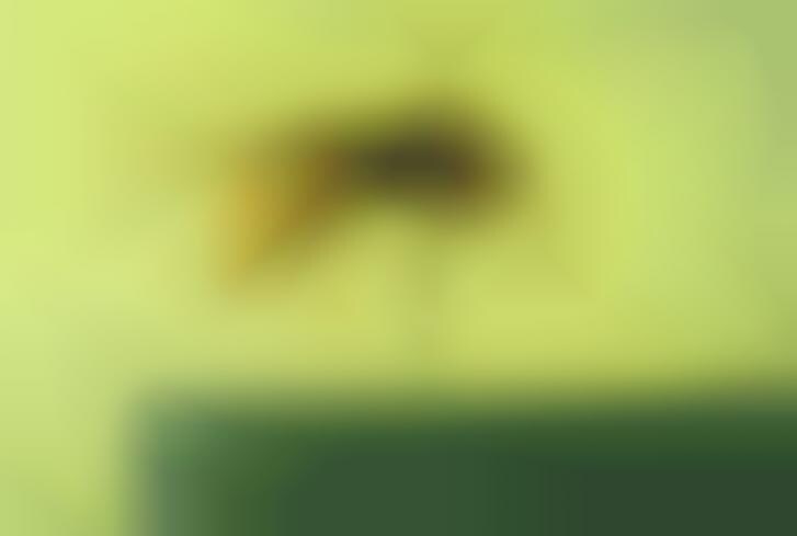 18 Insect Inspired Designs