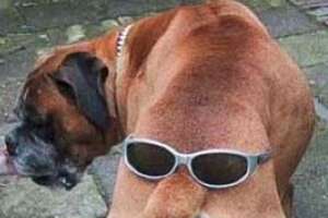 Rear View Photography: Artistic Animal Behinds