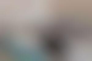 Box Spring Pet Beds : dog bed design