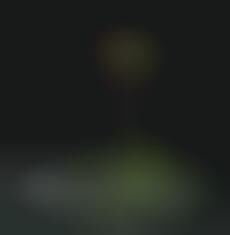 Reshaping Nature: Square Tree Trunks for Modern Efficiency