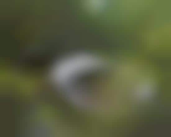 30 Shell-Inspired Creations