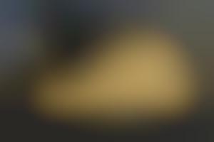 5-Star Pet Hotels: The Canis Dog Resort is Only for Well-Heeled Patrons