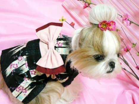 Geisha Dogs: Canines Dressed In Traditional Japanese Silk Robes