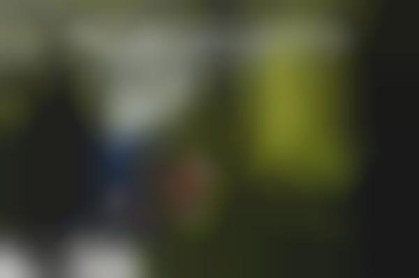 GPS Dog Hats : connected dog