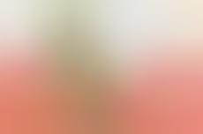 Antioxidant Matcha Wines : green tea wine