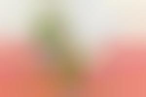 Antioxidant Matcha Wines : green tea wine