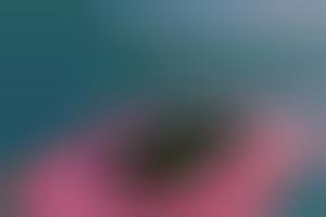 Sublime Pink Islands : Pink Islands