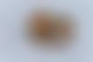 Lifestyle-Tracking Earrings : information tracking earrings