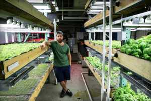 Tilapia Aquaponic Farms : Verticulture