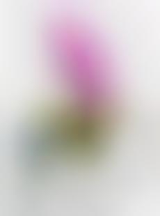 Communicative Plant Contraptions : plant communication