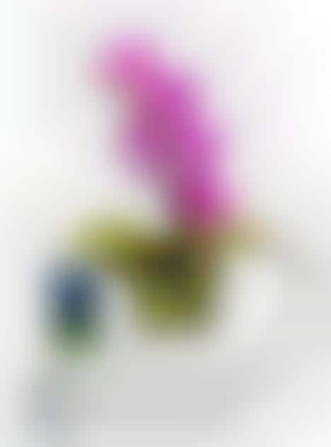 Communicative Plant Contraptions : plant communication