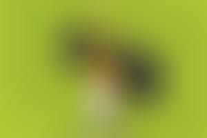 Pop Culture Wine Branding : church & state