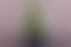 Modular Desktop Terrariums : desktop terrarium