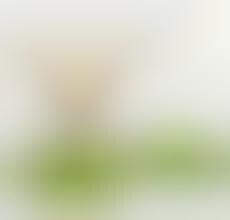 Fantasy Storage Spaces: Träd Enchanted Forest Shelter is for ...