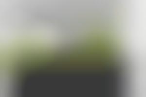 Symbiotic Fish Tank Gardens : aquaponic garden