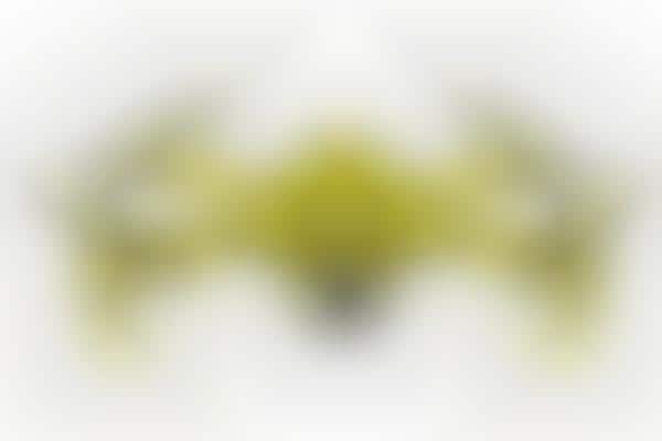 Social Media Drones : Snap Drone