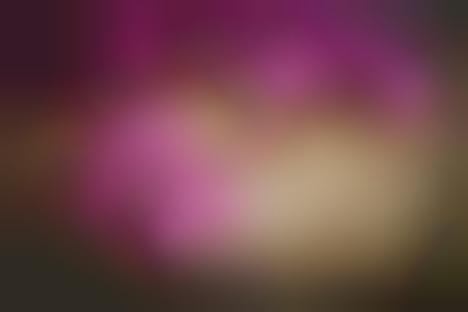 Beet-Infused Dog Biscuits : Bad Dog Bakery