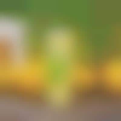 Cucumber Mint Lemonades : 7UP Lemon Lemon