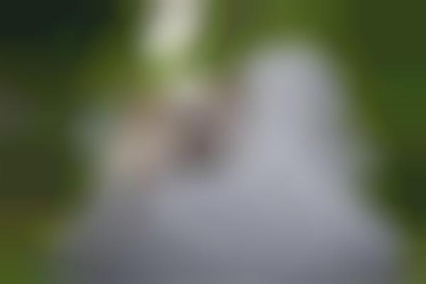 Pet Parent-Preparing Simulators : AI dog