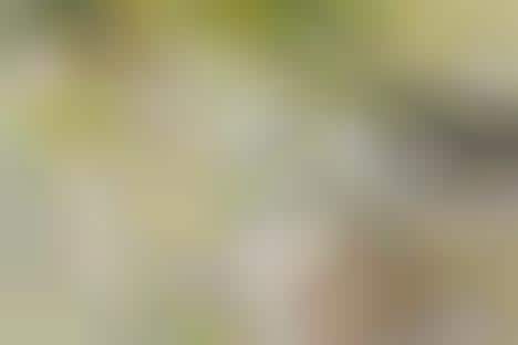 Matcha-Themed Dessert Buffets : MATCHA Sweets Garden Buffet