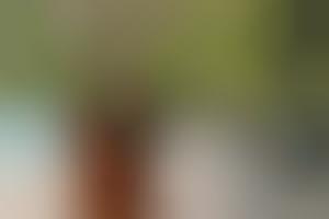 Elevated Outdoor Circular Grills : outdoor grill