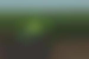 Crop-Monitoring Robots : AGRowBot