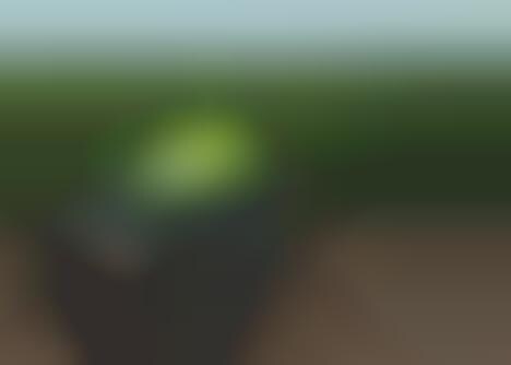 Crop-Monitoring Robots : AGRowBot