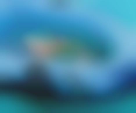 Inflatable Clear-Bottom Rafts : inflatable rafts