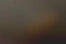 Insect-Based Burgers : Essento Insect Burgers