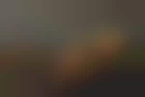 Insect-Based Burgers : Essento Insect Burgers