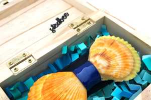 Seashell Bow Ties : Stedbee Seashell Bow Ties