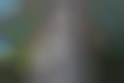 50 Breathtaking Tree Innovations