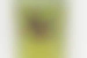 Spicy Condiment Snack Chips : Doritos wasabi