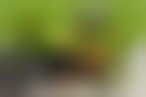 Informative Wine-Reading Tools : wine scanner