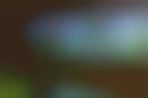 Interactive Restaurant Activities : Richtree Market