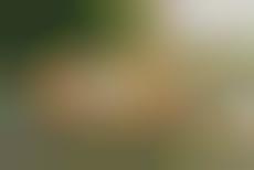 Pet-Friendly Poolsides: Anna Faris is a Bunny With a Dog in GQ Magazine