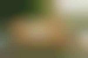 Pet-Friendly Poolsides: Anna Faris is a Bunny With a Dog in GQ Magazine