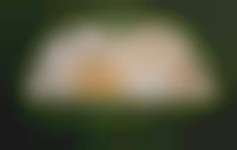 Fully Edible Food Packaging : edible food packaging