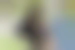 Multifaceted Smart Collars : Explore Smart Collar