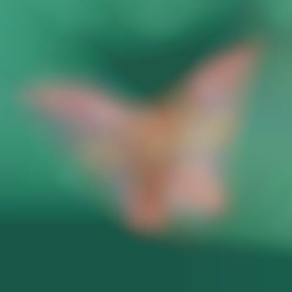 Funky Butterfly Pool Floats : Butterfly Pool Float