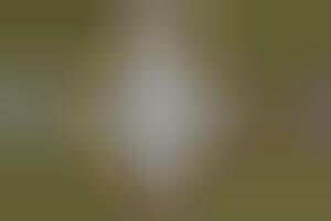 Bamboo-Detailed Green Retail Spaces : green retail space