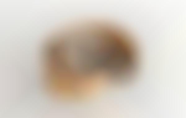 Sculpted Snail-Inspired Feline Beds : Pidan Sea Snail Cat Bed