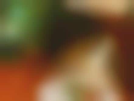 41 Culinary Delights for Dogs & Cats