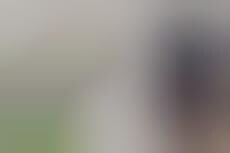 Interactive Avian Alarm Clocks : THE BIRD alarm clock