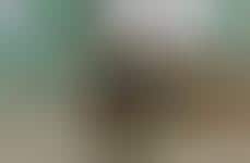 Fat Male Cheerleaders: Florida Marlins Cast Manatees