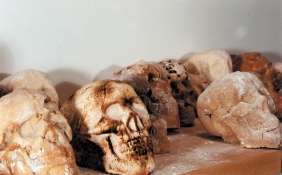 Baked Skeletons: Bread Skulls Make For Bizarre But Anatomically-Correct ...