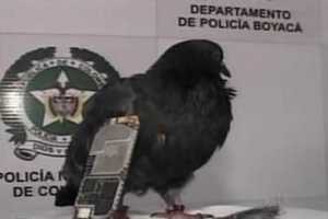 Recruiting Animals for Evil: Colombian Carrier Pigeons Trained to ...